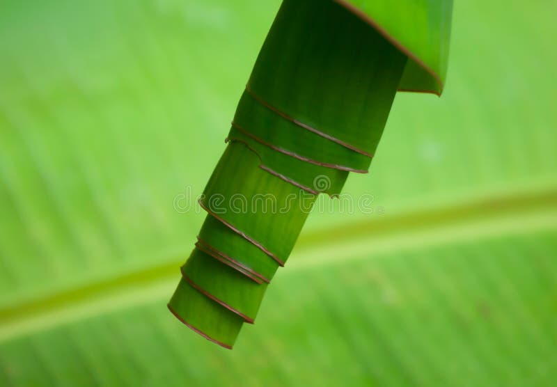 Objects and nature stock photo. Image of nest, leaves - 204351870