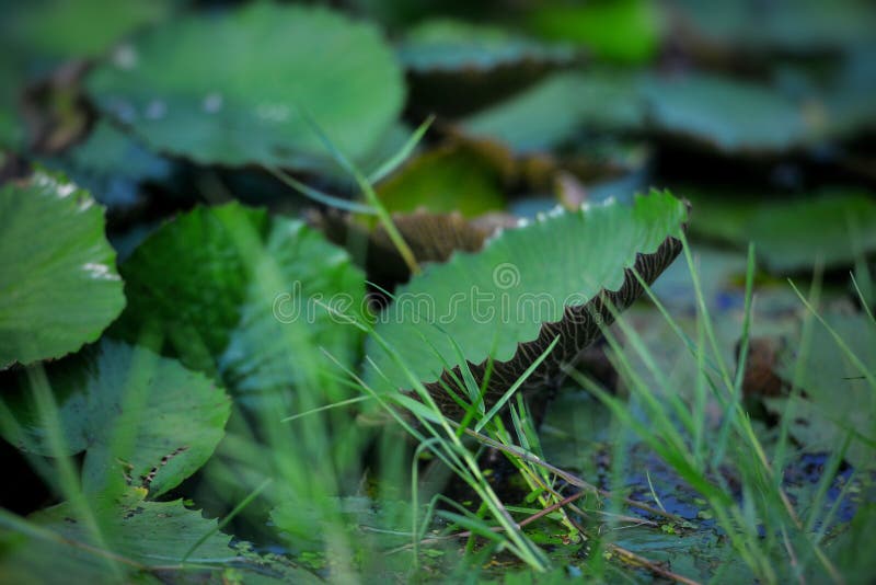 Objects and Nature stock image. Image of lily, flower - 259450351