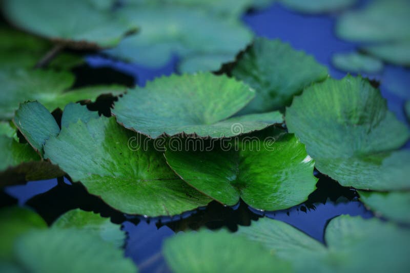 Objects and Nature stock photo. Image of lake, abstract - 259450366