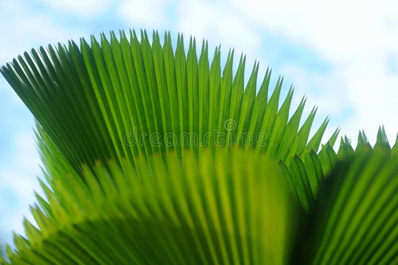 Objects and nature stock photo. Image of activities - 259837928