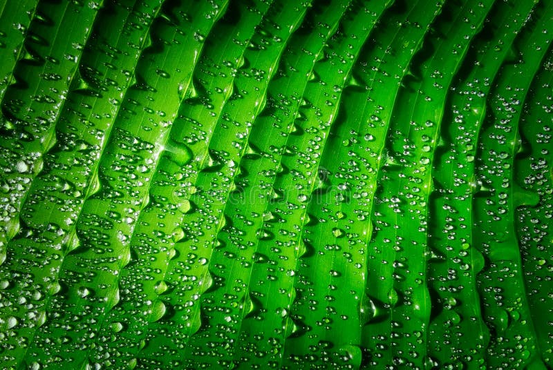 Objects and nature stock image. Image of nature, leaves - 202061493