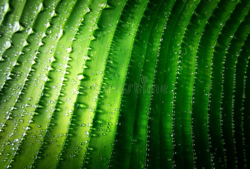 Objects and Nature stock photo. Image of green, surface - 202061540