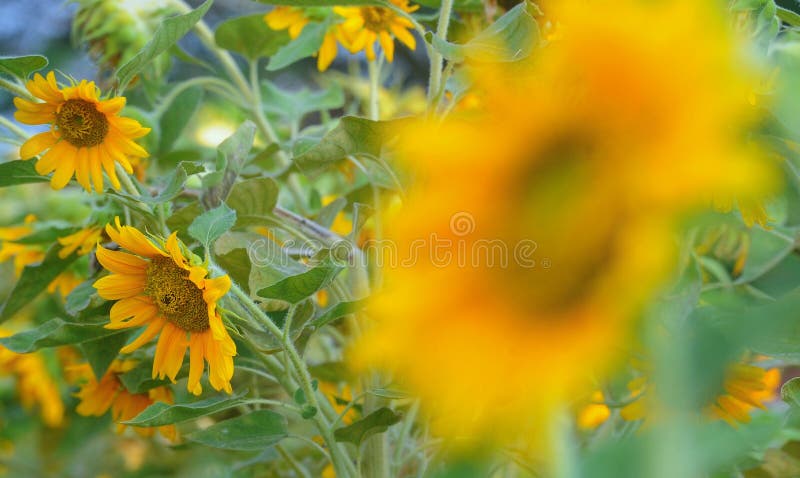 Objects and nature stock image. Image of summer, sunflowers - 222367563