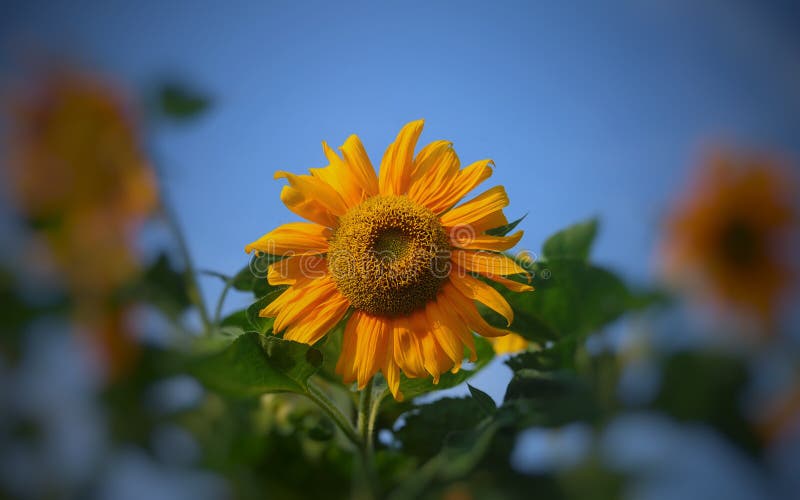 Objects and nature stock photo. Image of objects, sunflowers - 222367576