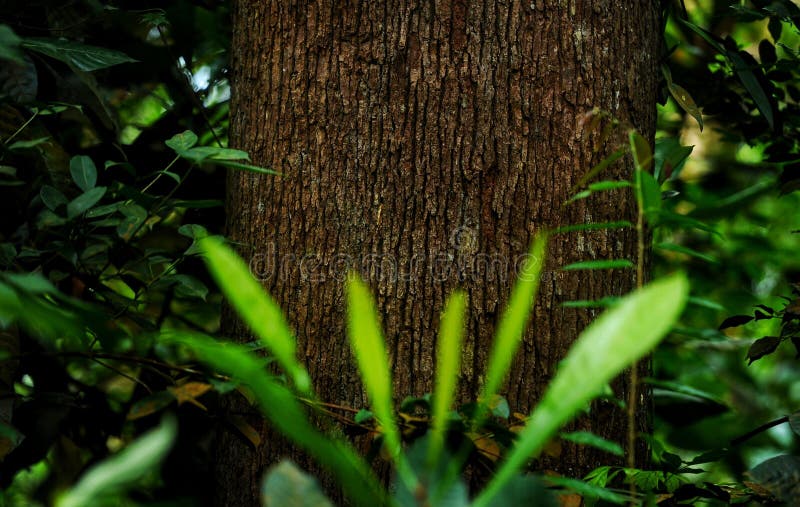 Objects and outdoor stock photo. Image of forest, green - 280101884