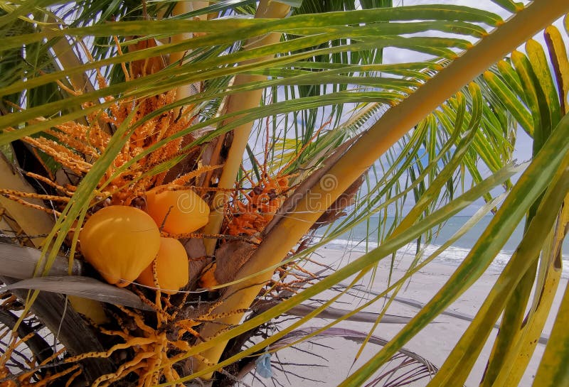 Objects and outdoor stock image. Image of coconut, outdoor - 228051537