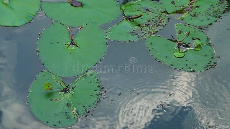 Objects and outdoor stock footage. Video of beautiful - 385219478