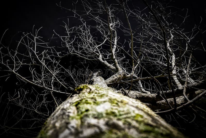 Objects and outdoor stock photo. Image of dead, jungle - 201128940