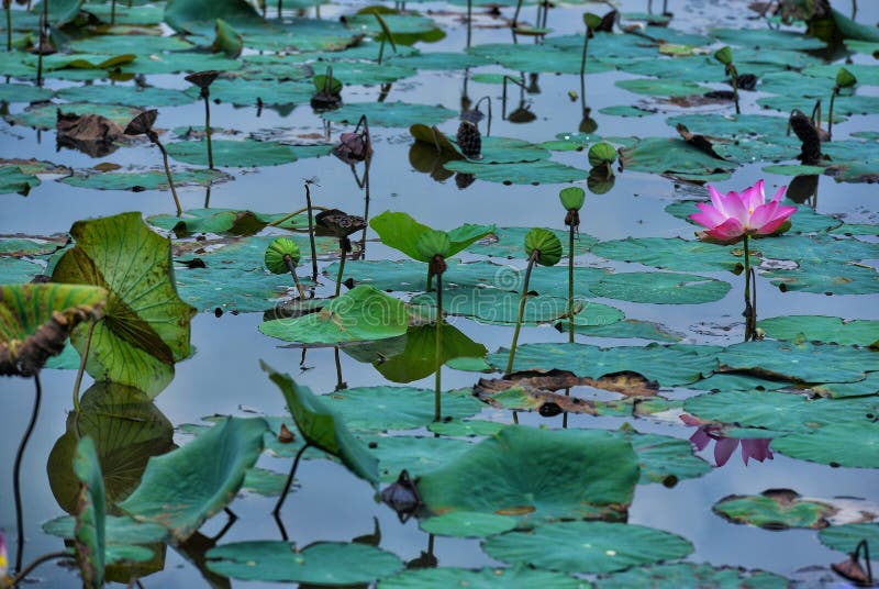 Objects and outdoor stock photo. Image of lily, super - 245816242