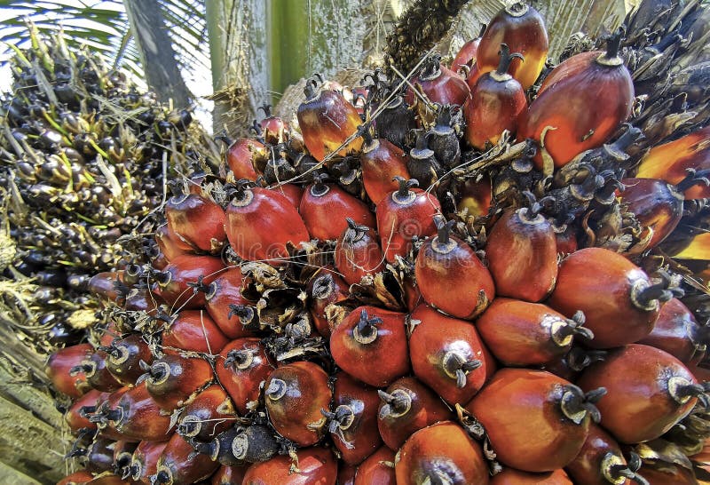 Objects stock image. Image of farm, supply, palm, market - 134932773