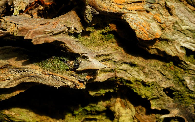 Objects and pattern stock photo. Image of leaves, close - 267039004