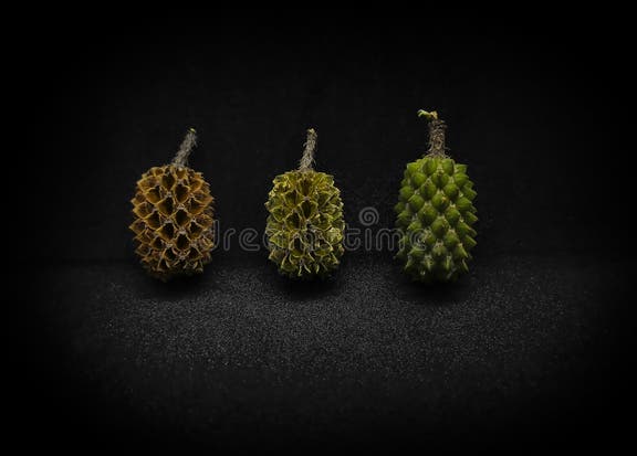 Rhu Tree Fruit Stock Photos - Free & Royalty-Free Stock Photos from ...