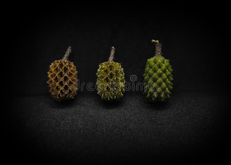 Rhu Tree Fruit Stock Photos - Free & Royalty-Free Stock Photos from ...