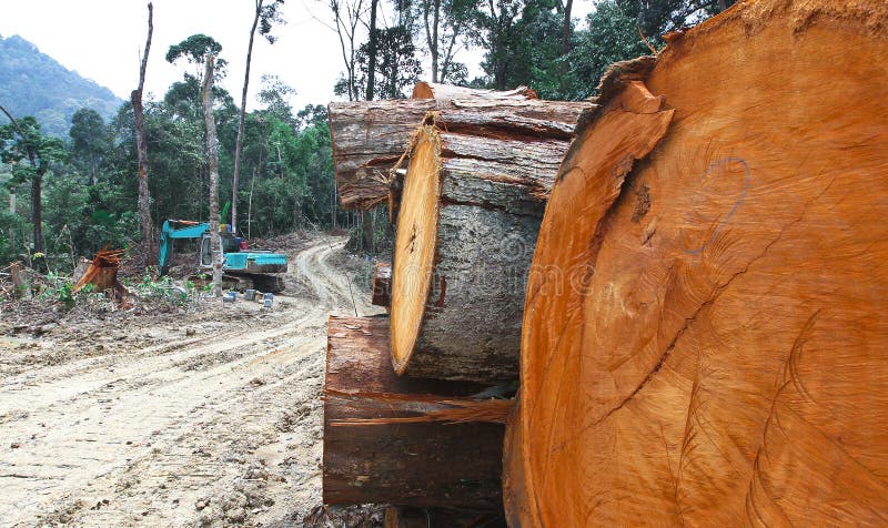 Objects stock image. Image of trees, clear, tone, objects - 130998213