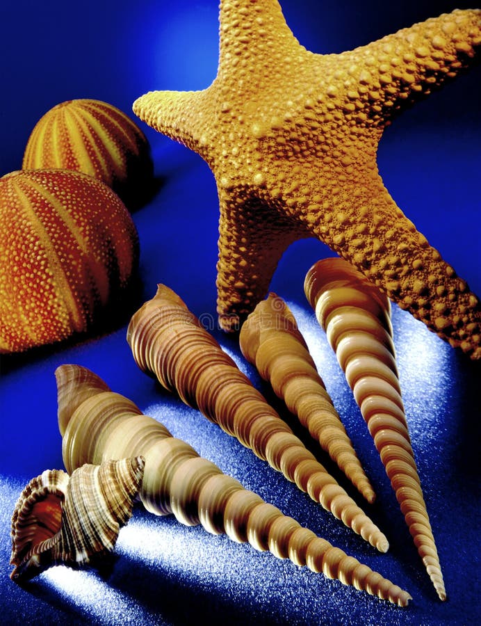 Objects from the Sea - Shells, Starfish, Urchin Stock Image - Image of ...