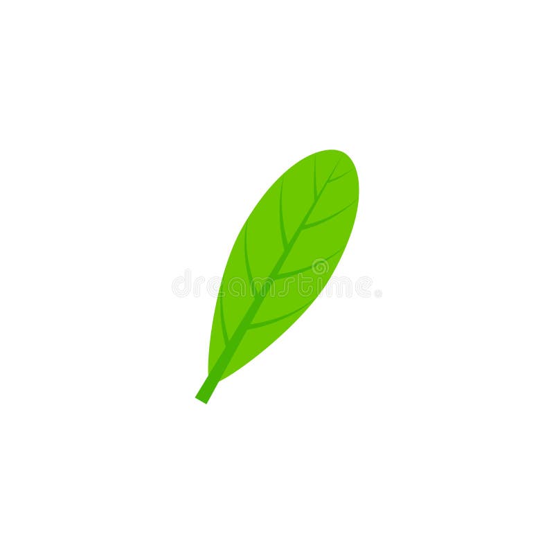 Oblanceolate Leaves Stock Illustrations – 9 Oblanceolate Leaves Stock ...