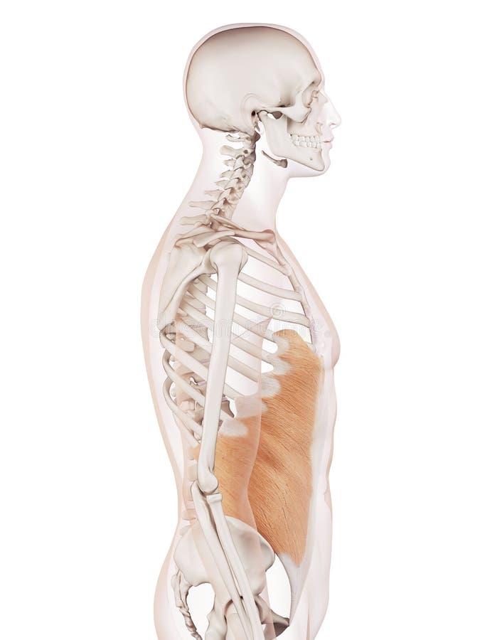 El externo oblicuo stock de ilustración. Ilustración de ciencia - 57548076