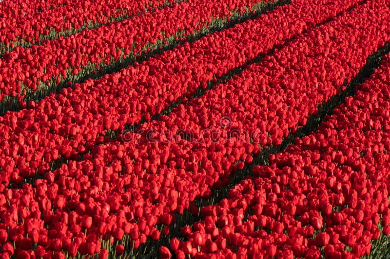 Rows of Red Tulips in a Tulip Field in Spring Stock Image - Image of ...