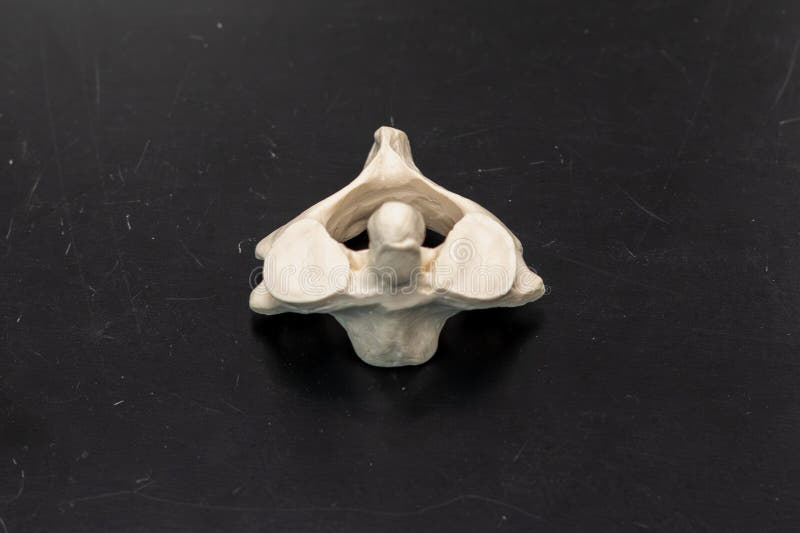 Dens of Axis Vertebra Highlighted in Bone Model Stock Image - Image of ...