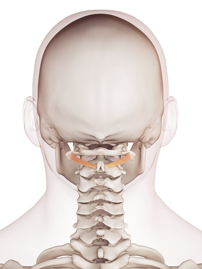 3d Illustration of the Obliquus Capitis Inferior on Xray Musculature ...