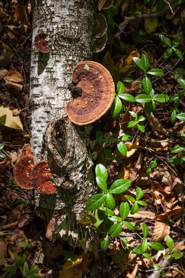 Obliquus Inonotus fotografering för bildbyråer. Bild av natur - 132147923