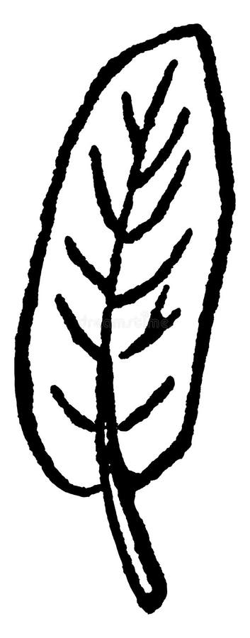 Oblong Leaf Vintage Illustration Stock Vector - Illustration of size ...