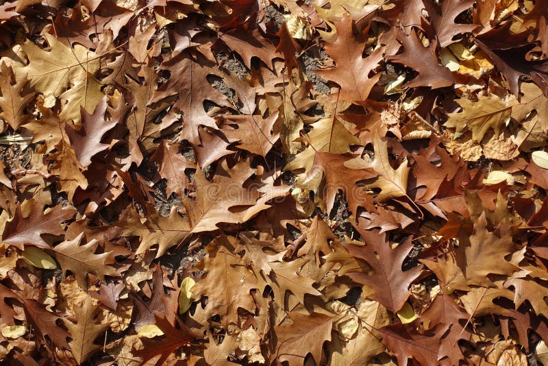 Oblong Seven Lobed Fallen Leaves of Red Oak Stock Image - Image of ...