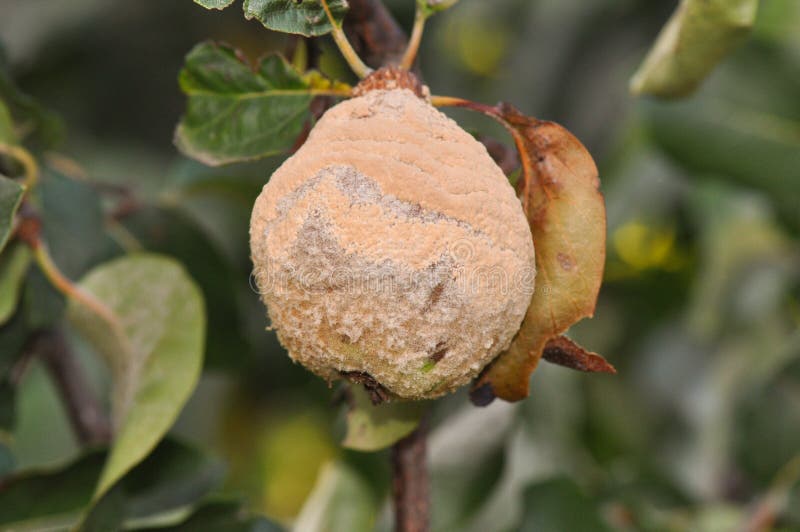 Maçã De Marmelo Podre Da árvore Frutícola Monilia Laxa Infestação ...
