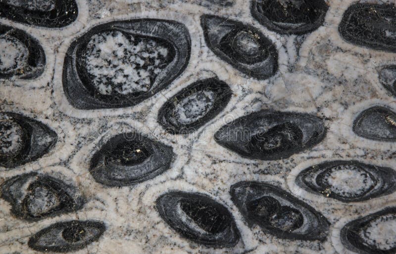 Obloid Stock Photos - Free & Royalty-Free Stock Photos from Dreamstime