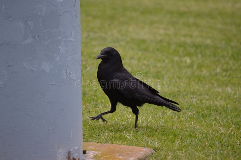 Obnoxious Looking Crow about To Hide Stock Image - Image of black, warm ...