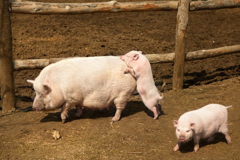 Pig and Piglets in Meadow stock photo. Image of piglets - 6114094