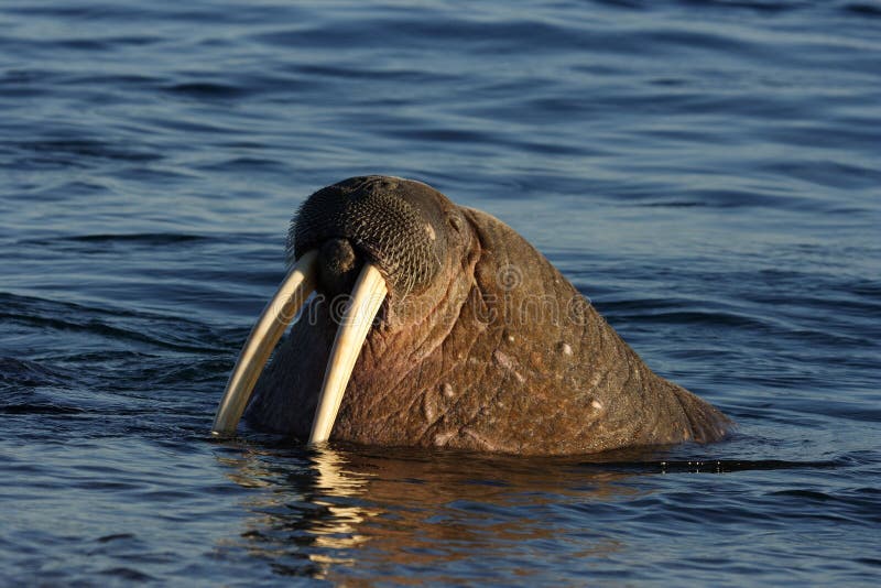 Centenares De Morsas En La Playa En La Isla Redonda, Imagen de archivo ...