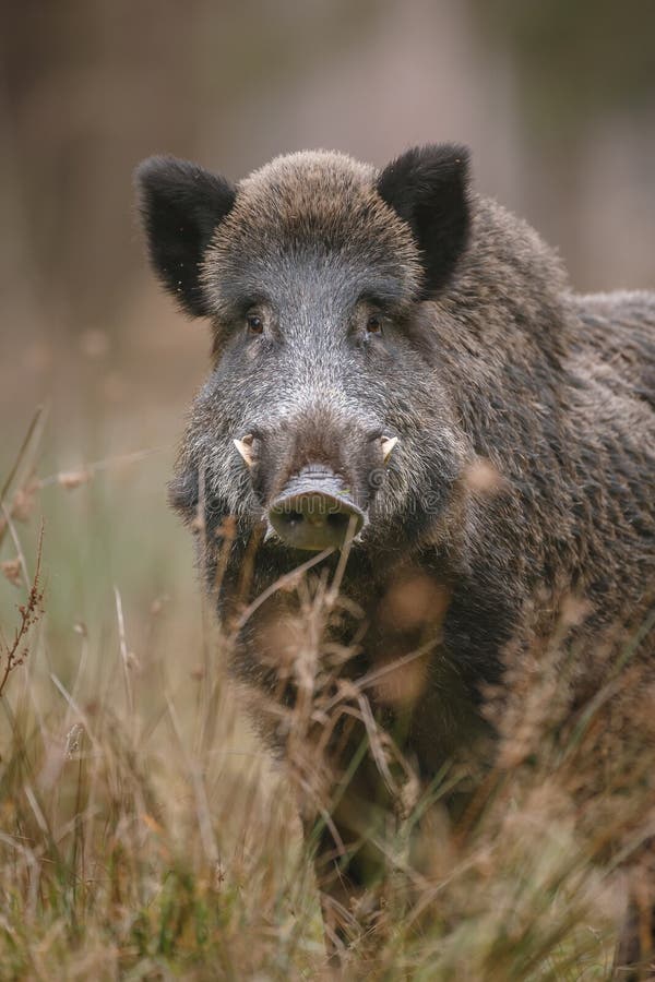 Forraje Masculino Del Verraco Imagen de archivo - Imagen de cerdas ...