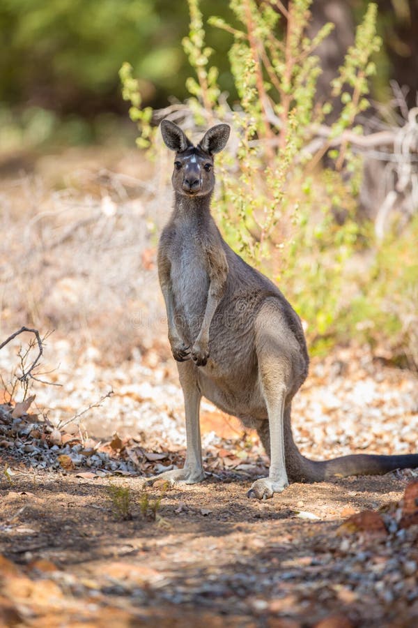 Kangoeroe Die Zich in De Wildernis Bevinden Stock Afbeelding - Image of ...