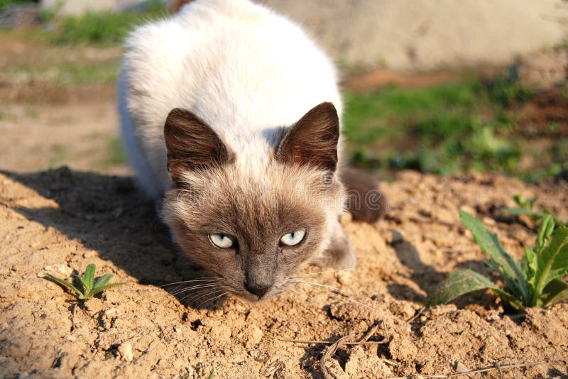 Observant kitty stock photo. Image of feline, grass, animal - 21727684