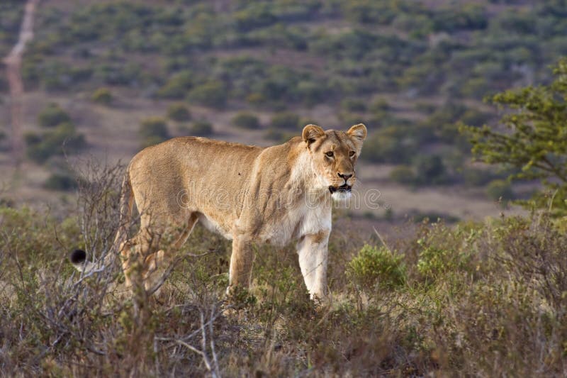 Observant Lioness stock photo. Image of addo, savannah - 8229046