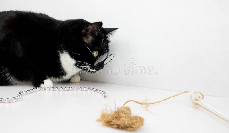 An Observant Smart Black and White Cat with Round Glasses Stock Photo ...