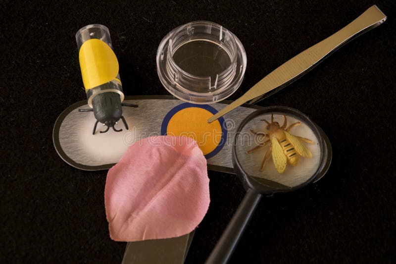 Observation of the Anatomy of Insects. Stock Image - Image of studies ...