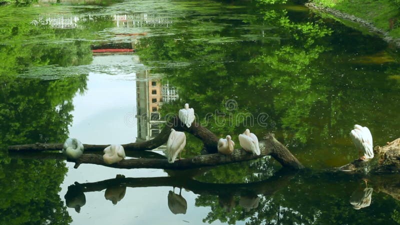 Observation of Bird Reproductive Behavior Stock Footage - Video of ...