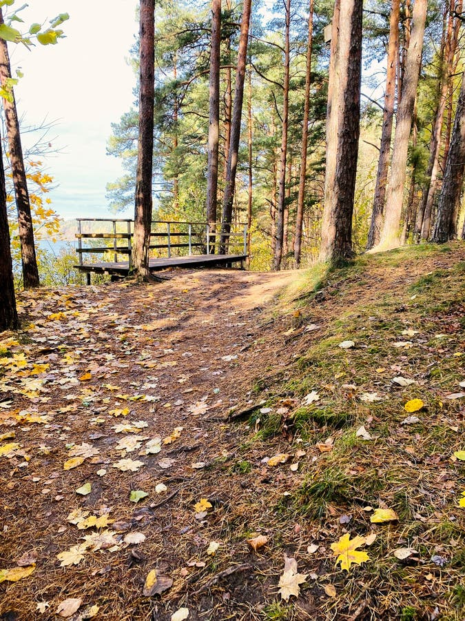 Observation Deck in the Autumn Forest Stock Image - Image of ...