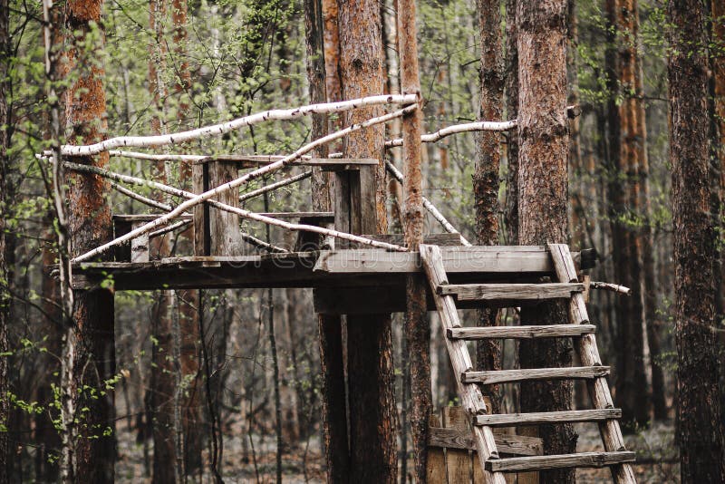 Observation Deck in the Forest Stock Photo - Image of vegetation ...