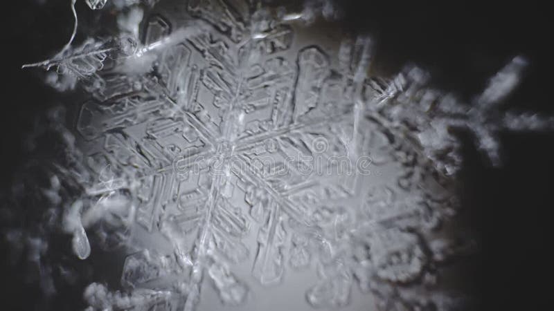 Observation of a Melting Snowflake Under a Microscope. Science Project ...