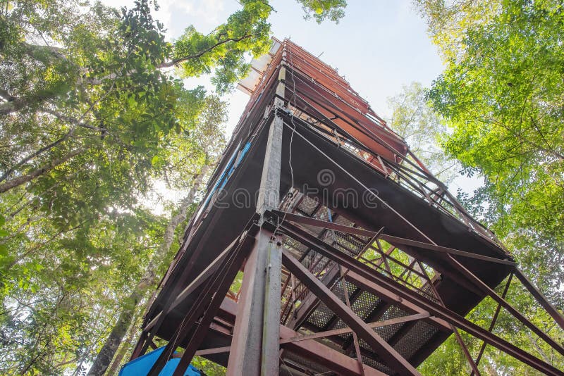 Observation Tower in Amazon Jungle, Brazil Stock Photo - Image of ...