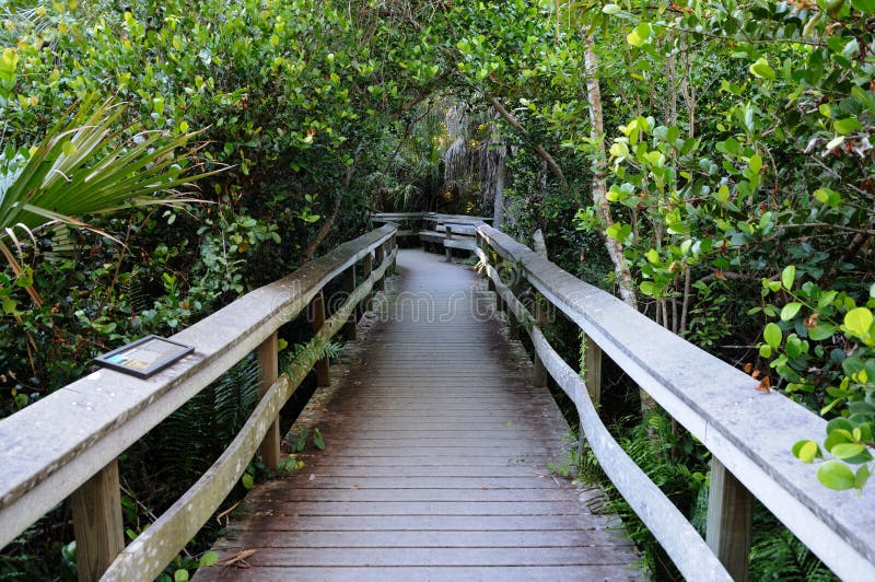 Swampy Path in the Everglades Stock Image - Image of natural, shade ...