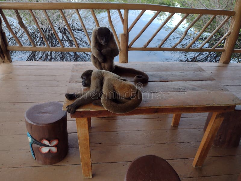 Monckeys in the Amazon Jungle Stock Image - Image of monkeys, monckey ...