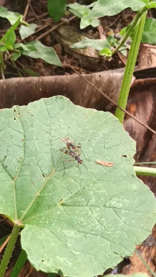 Wasps in the Reproductive Process, Mating Behavior in Male and Female ...