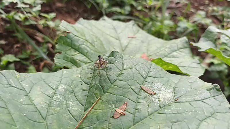 Wasps in the Reproductive Process, Mating Behavior in Male and Female ...