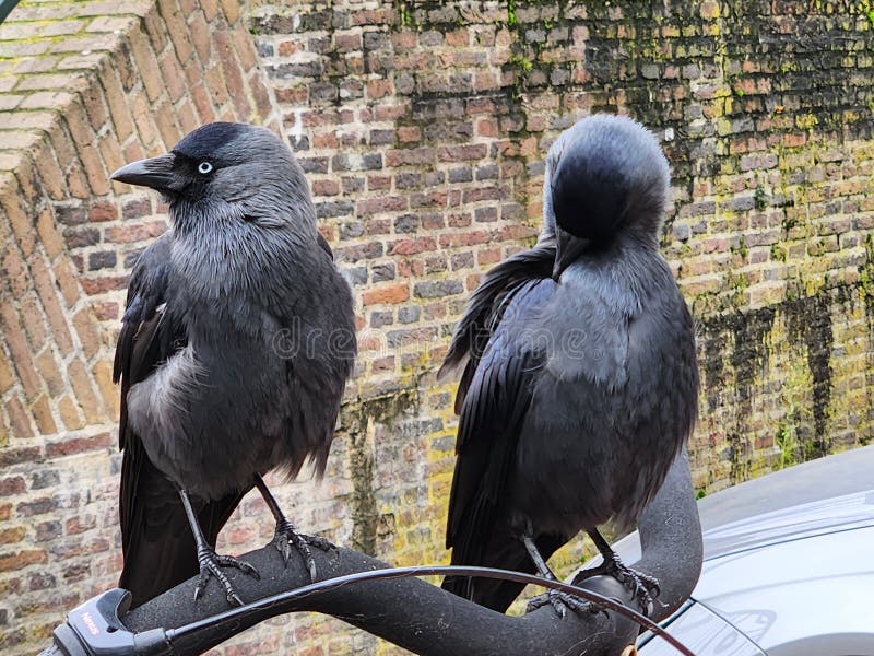 Close-Up of Two Jackdaws Perched Against a Rustic Brick Wall Stock ...