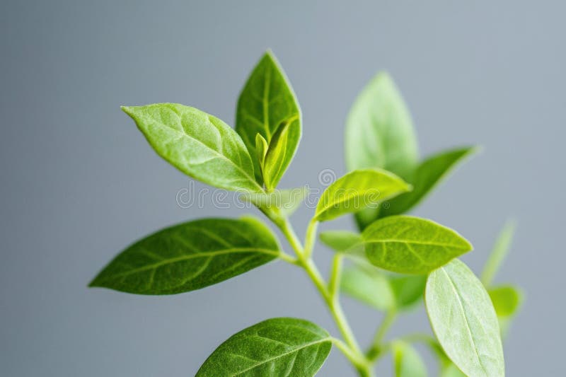 Observe Fresh Green Leaves Sprouting on a Stem, New Growth Concept ...