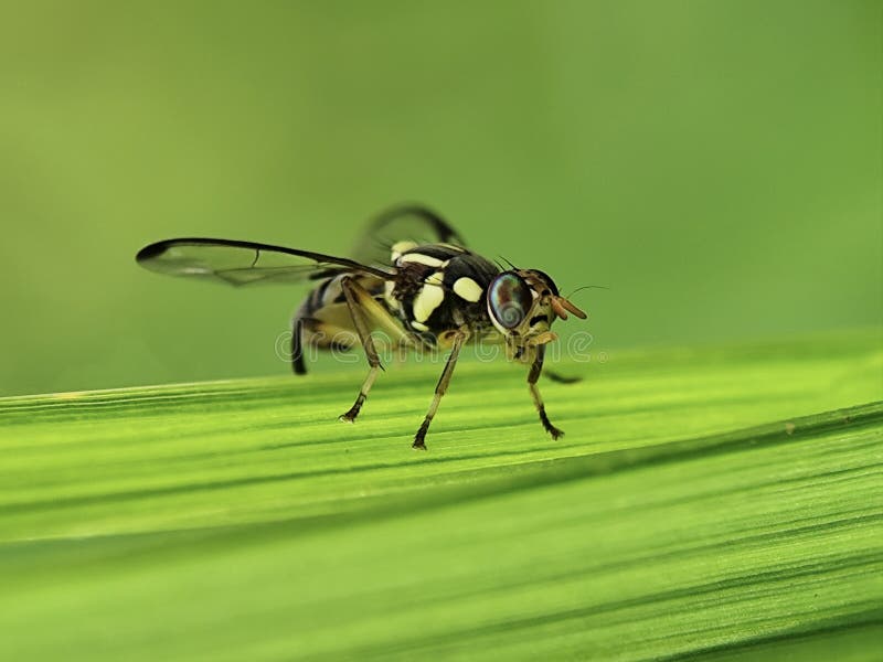 Specialized Ovipositor Stock Photos - Free & Royalty-Free Stock Photos ...